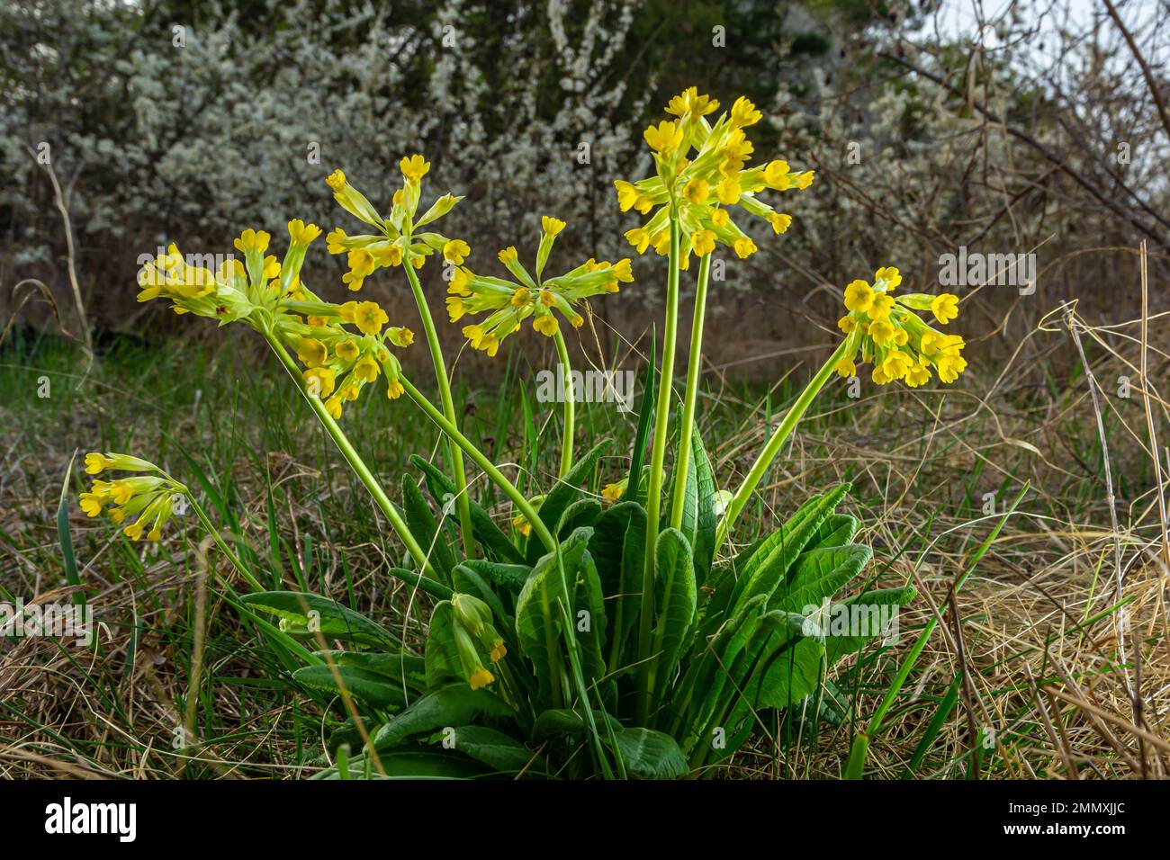 Primula veris is a herbaceous perennial flowering plant in the primrose ...
