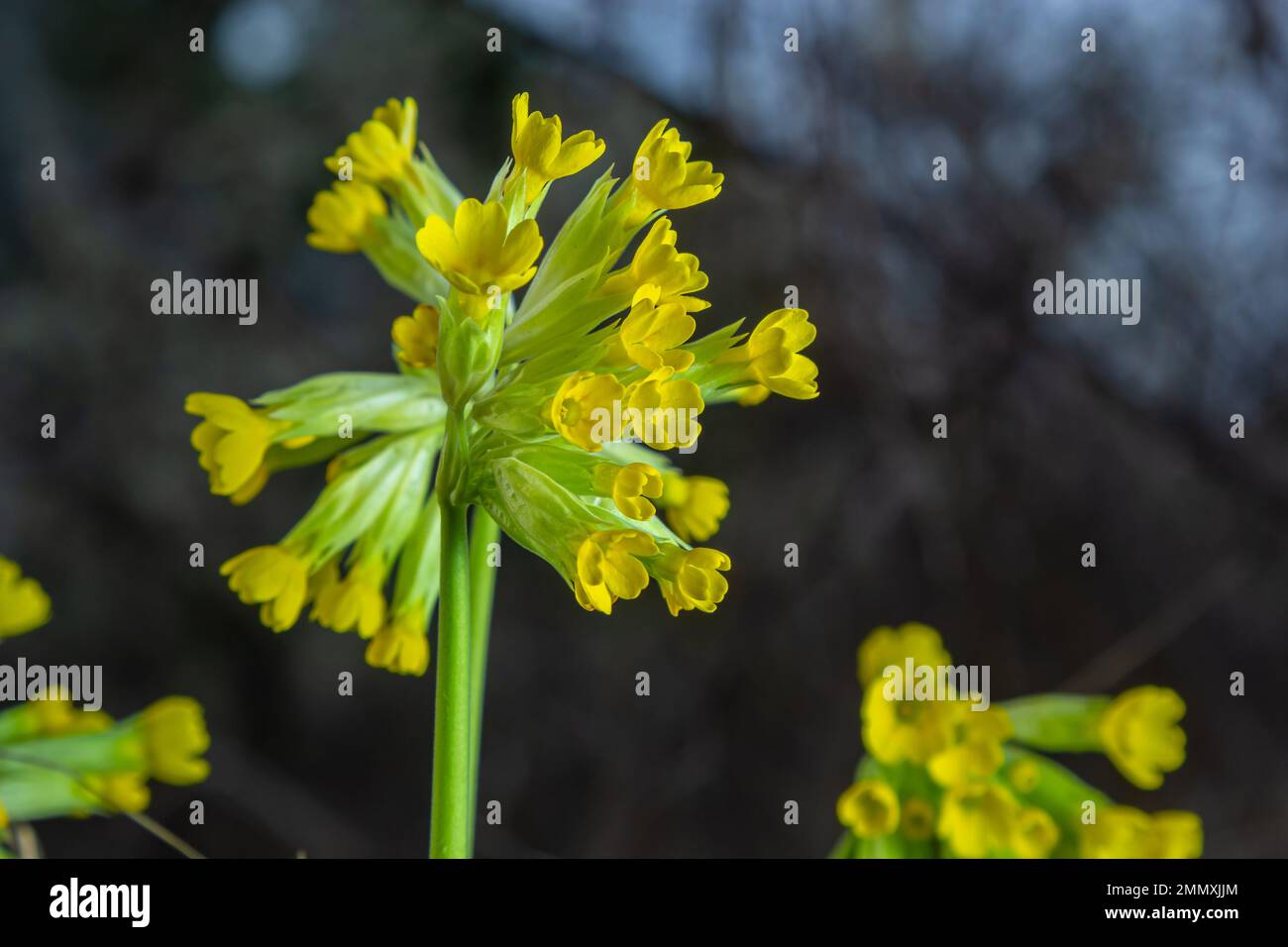Primula veris is a herbaceous perennial flowering plant in the primrose ...