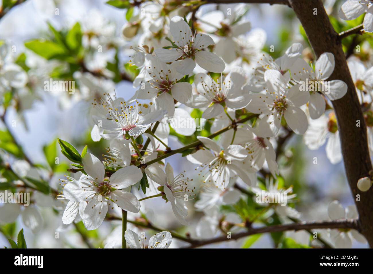 Prunus Cerasifera Blooming white plum tree. White flowers of Prunus ...