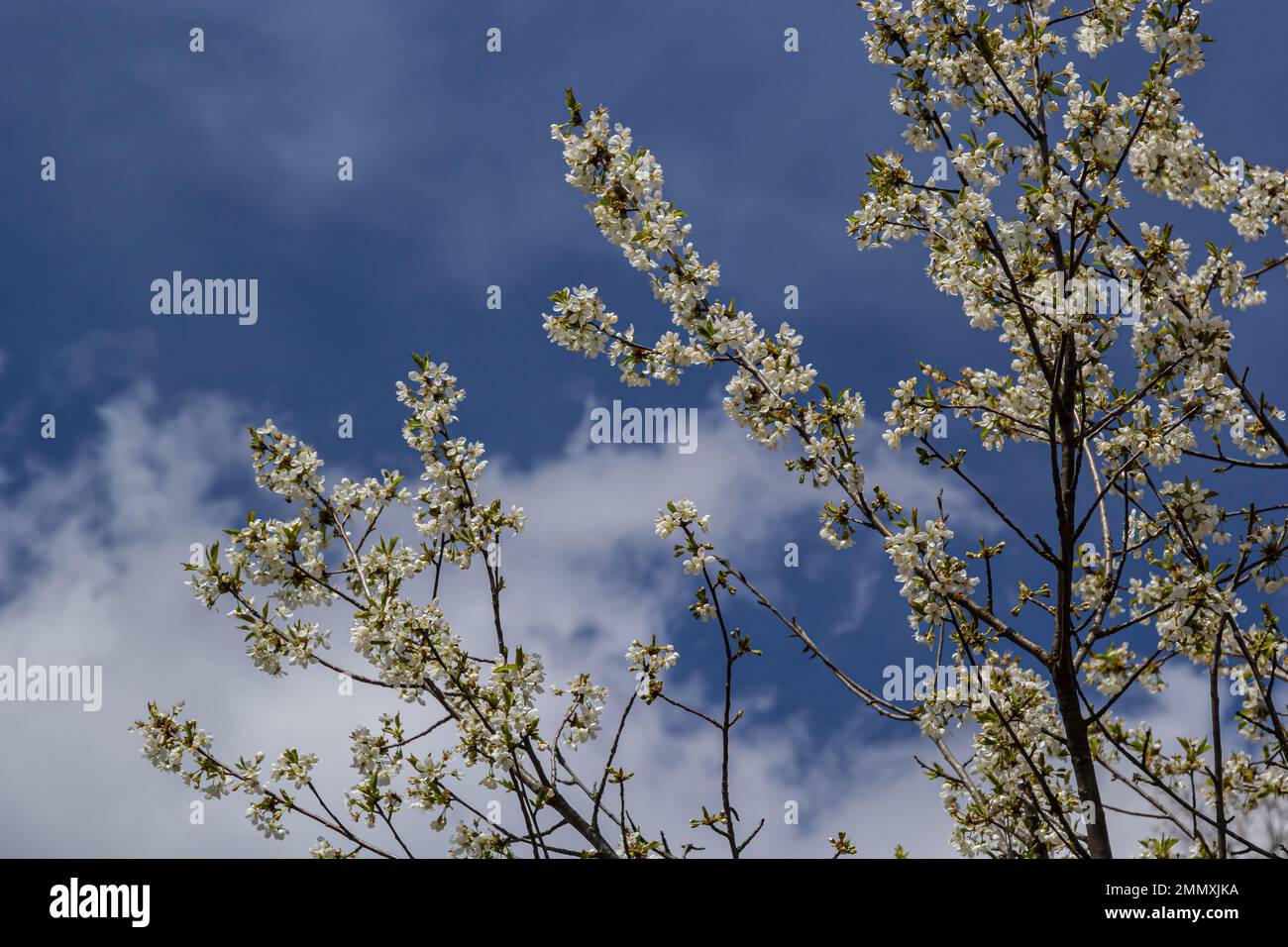 Prunus Cerasifera Blooming white plum tree. White flowers of Prunus ...