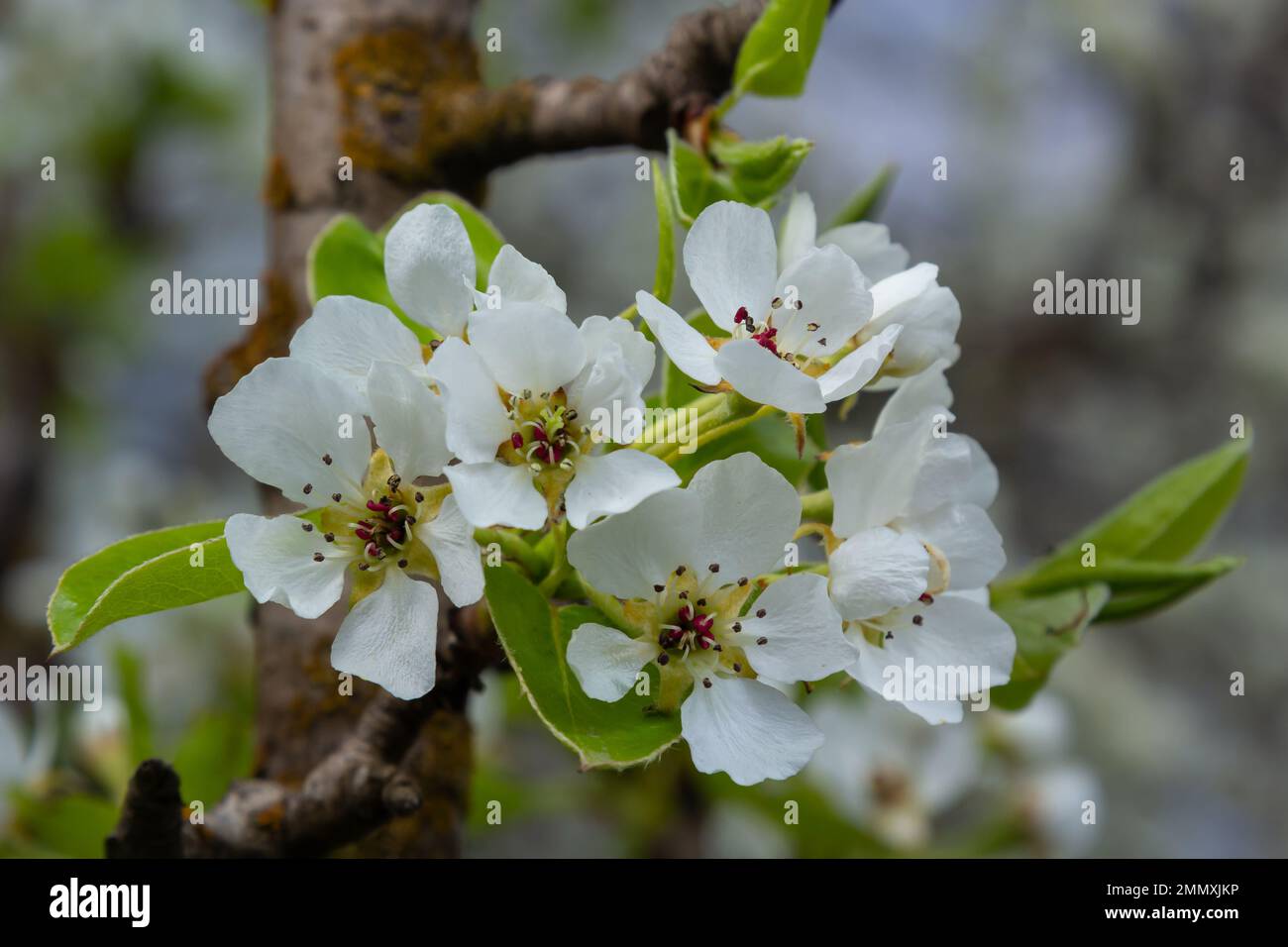 pear flowers. blooming tree in the garden. white delicate flowers and ...