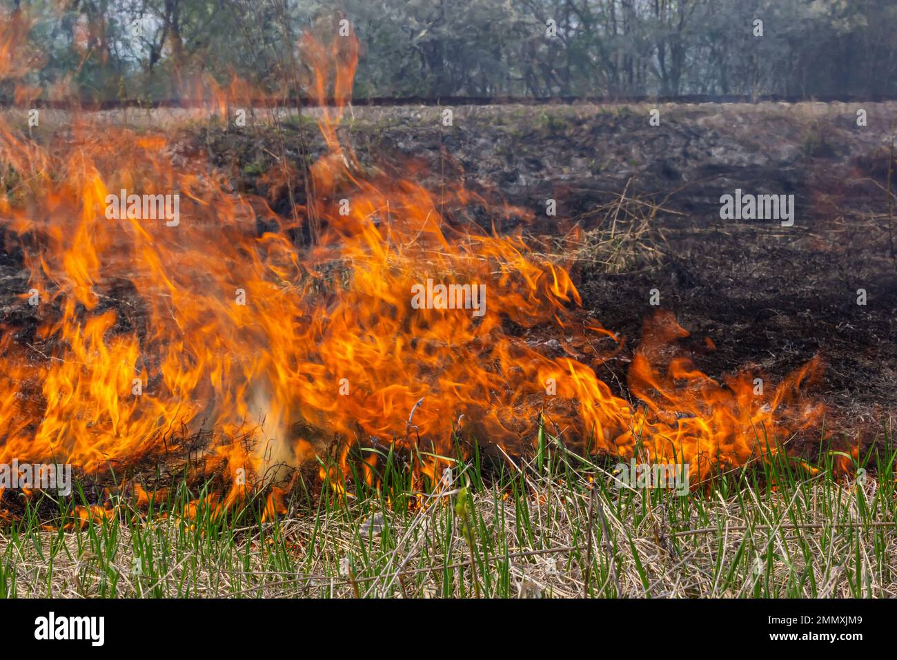 Burning old dry grass in garden. Flaming dry grass on a field. Forest ...