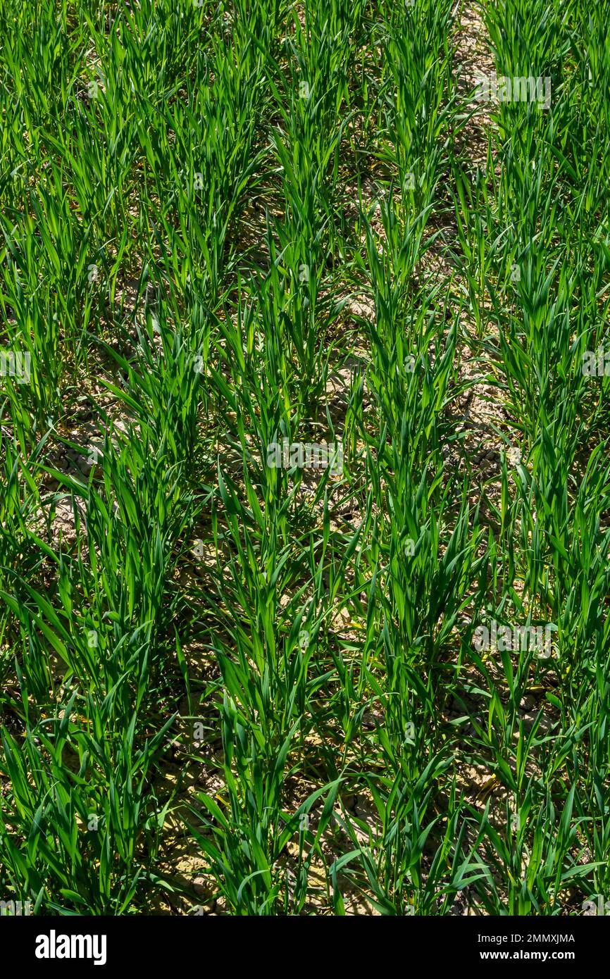 Young wheat seedlings growing in a soil. Agriculture and agronomy theme ...