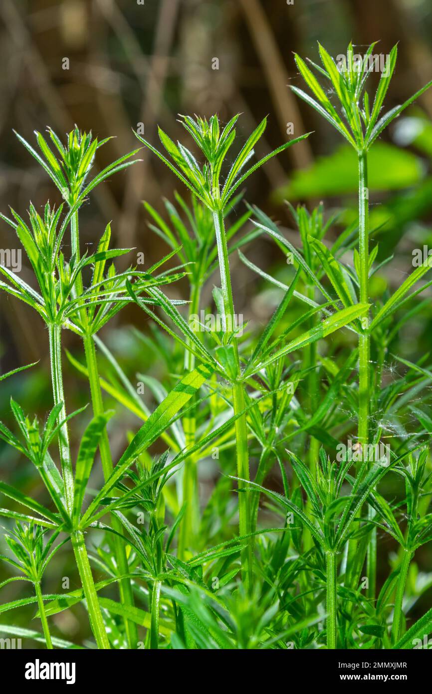 Herb Galium aparine cleavers on a summer meadow. Yellow flowers among ...