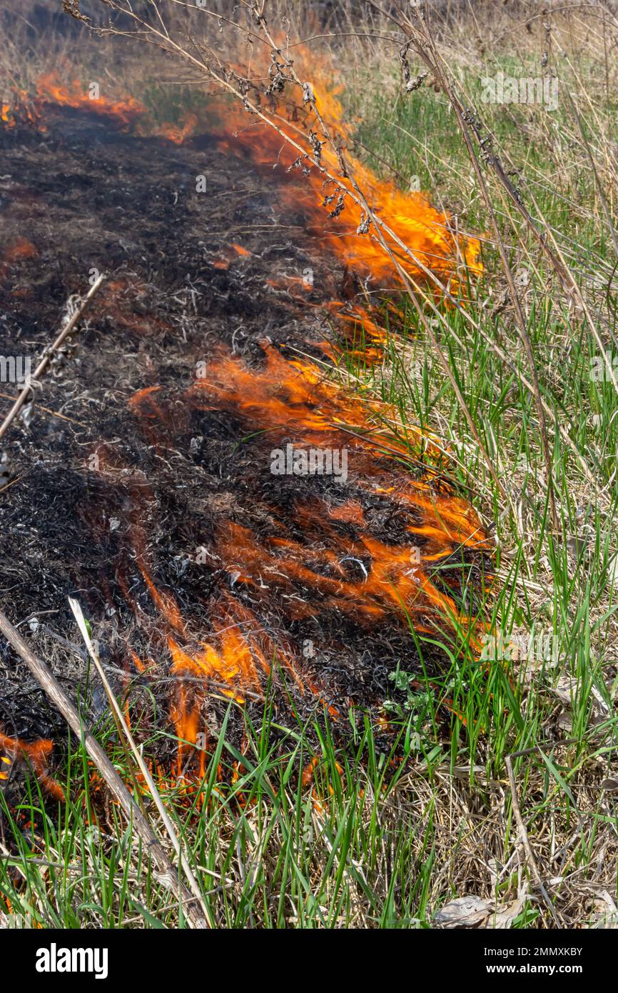 Burning old dry grass in garden. Flaming dry grass on a field. Forest ...