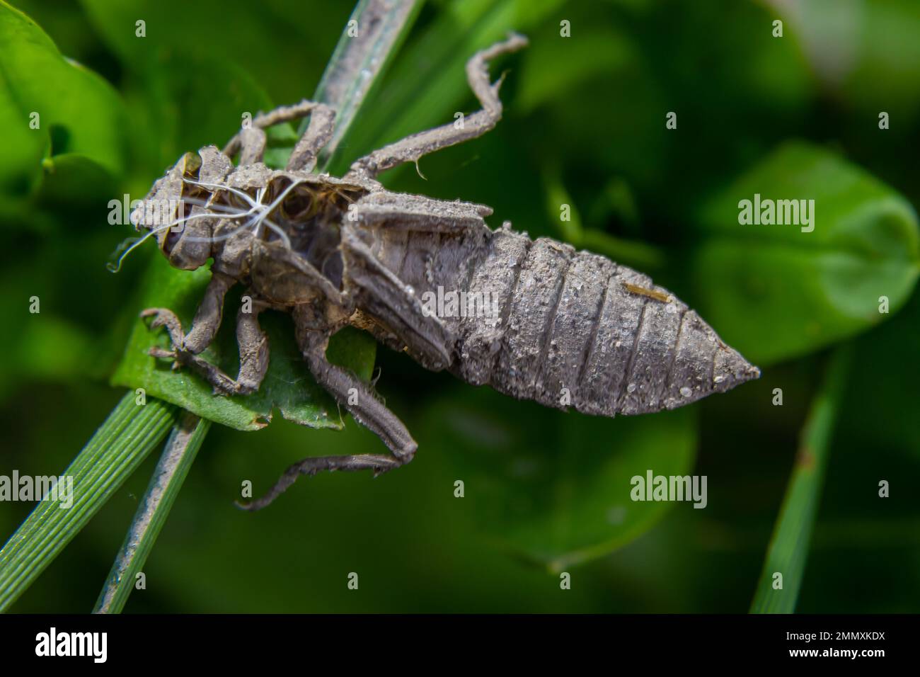 Metamorphosis of Gomphus flavipes, River Clubtail dragonfly Stock Photo ...
