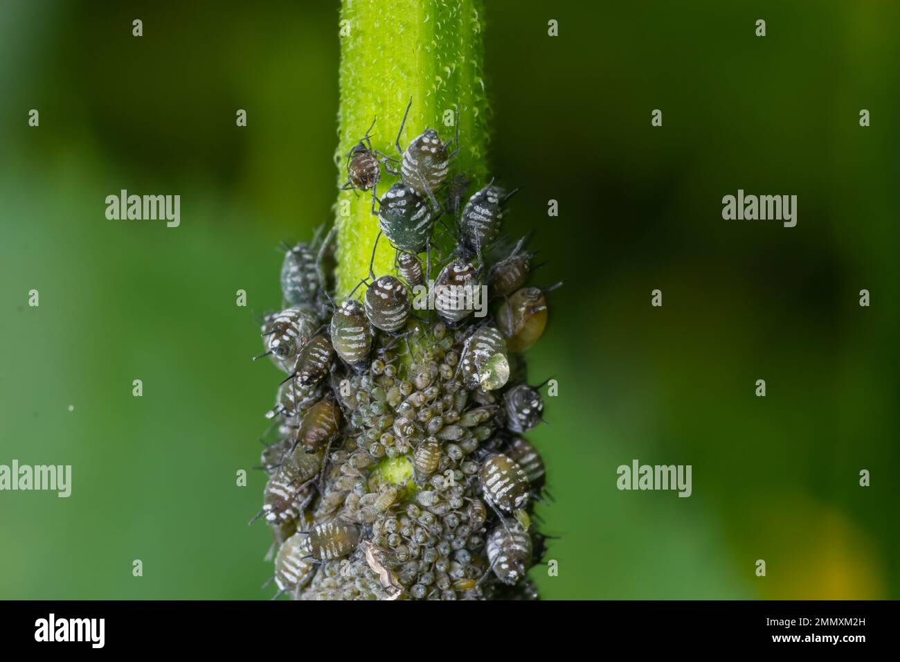 Aphids curled foliage, close up Leaf curled on cherry tree, Prunus sp ...