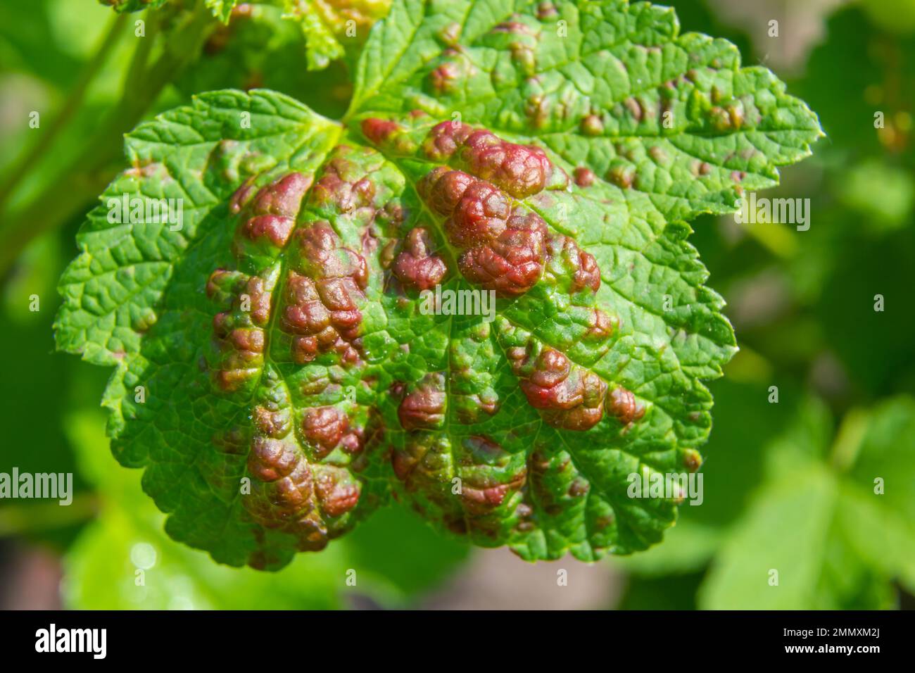 Damage the nature hi-res stock photography and images - Alamy