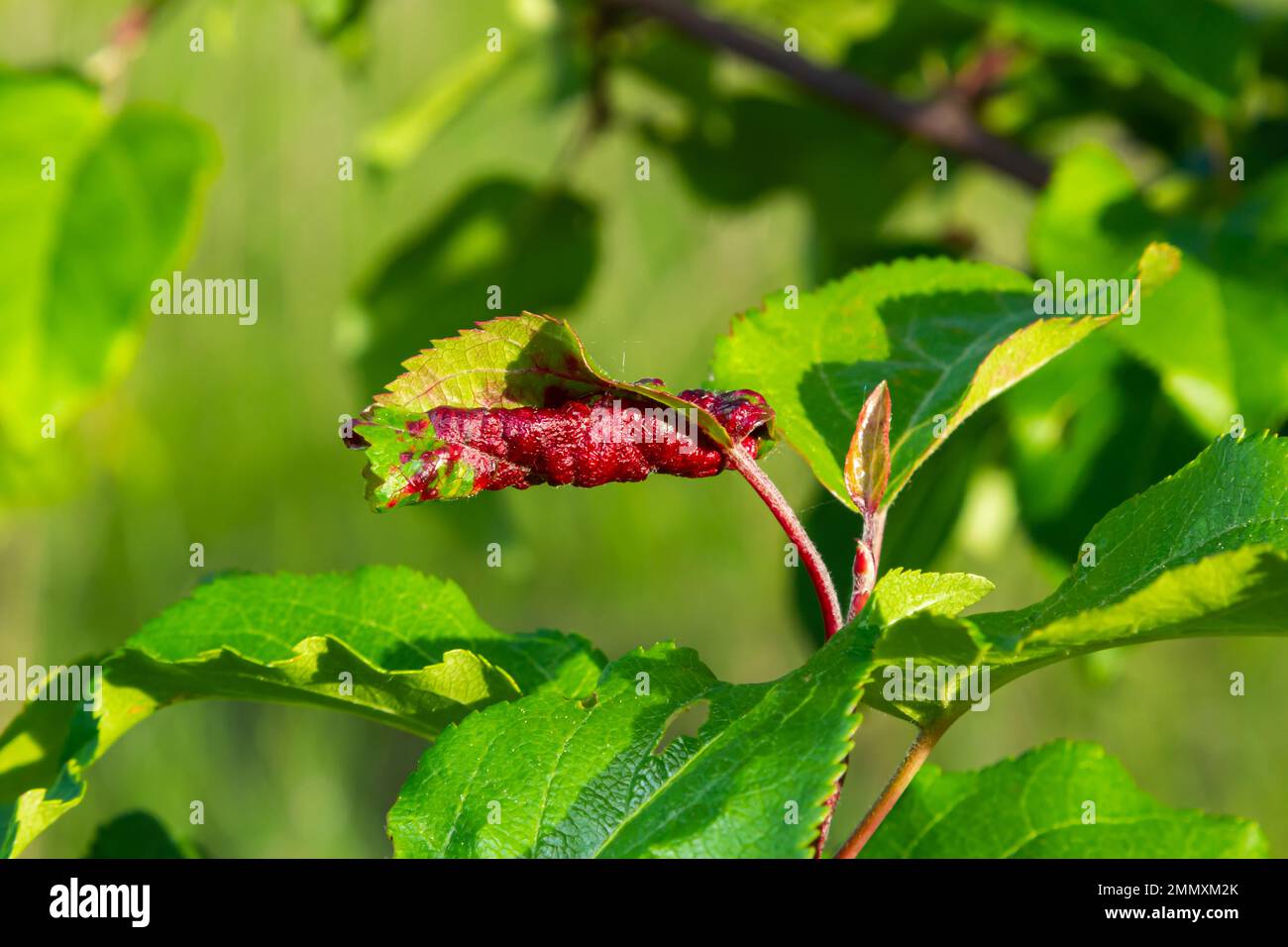 Branch of fruit tree with wrinkled leaves affected by black aphid ...