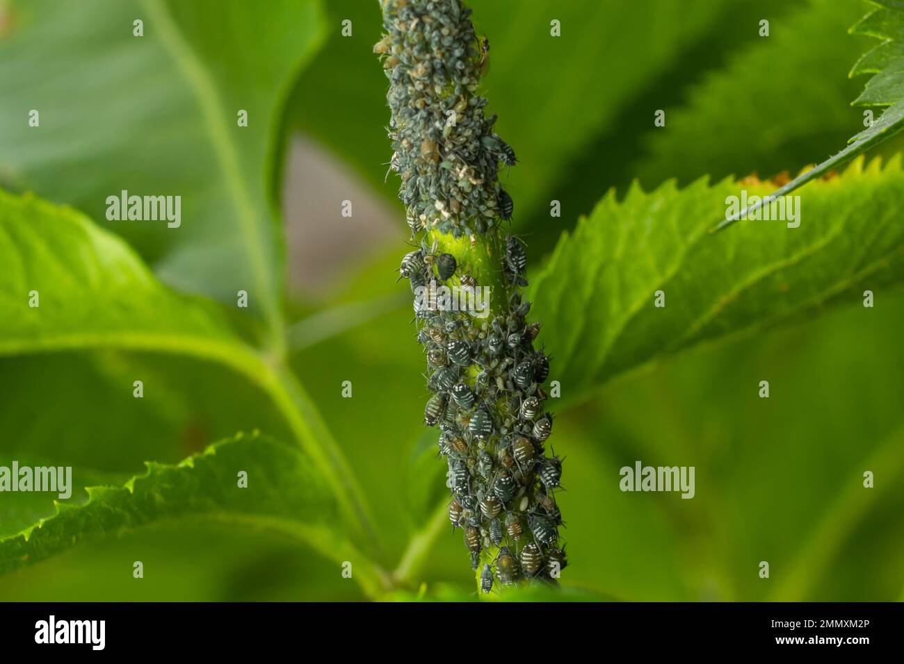 Aphids curled foliage, close up Leaf curled on cherry tree, Prunus sp ...