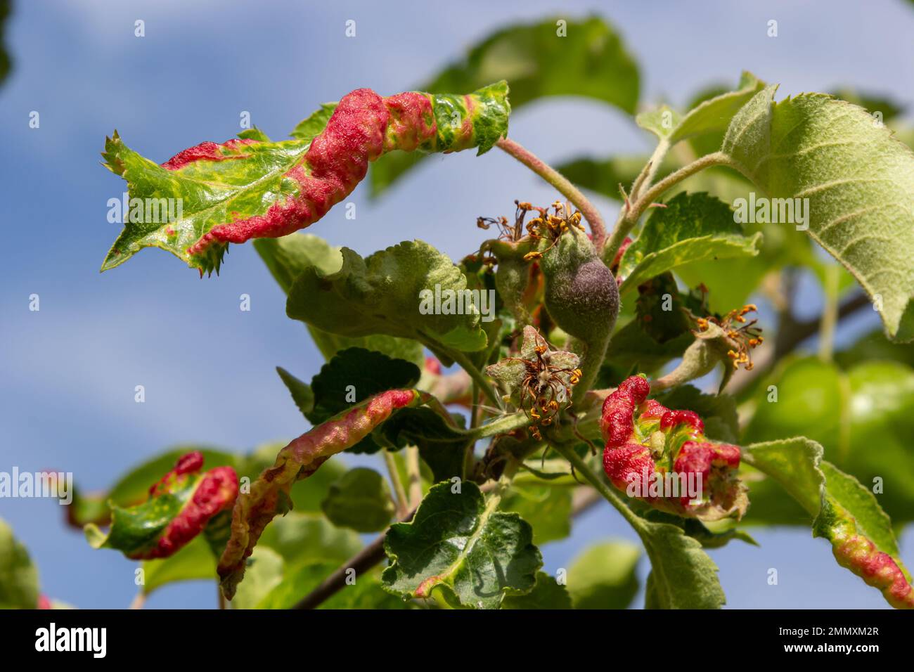 Branch of fruit tree with wrinkled leaves affected by black aphid ...