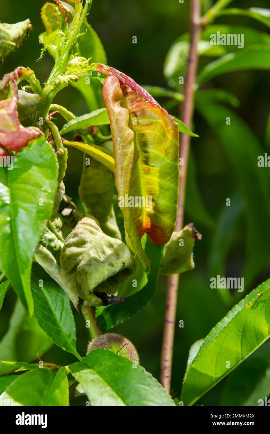 Detail of peach leaves with leaf curl, Taphrina deformans, disease ...