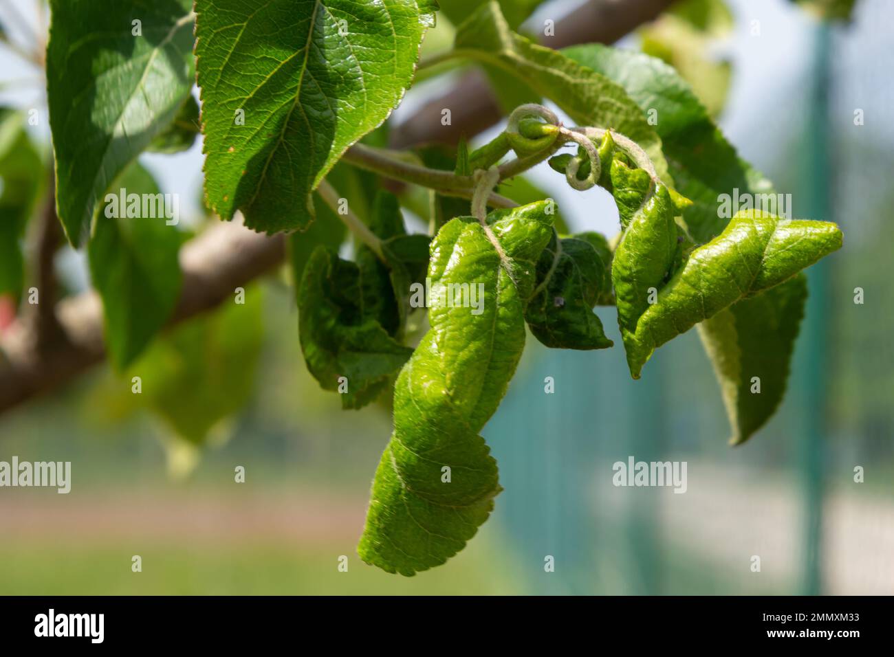 Aphids curled foliage, close up Leaf curled on cherry tree, Prunus sp ...