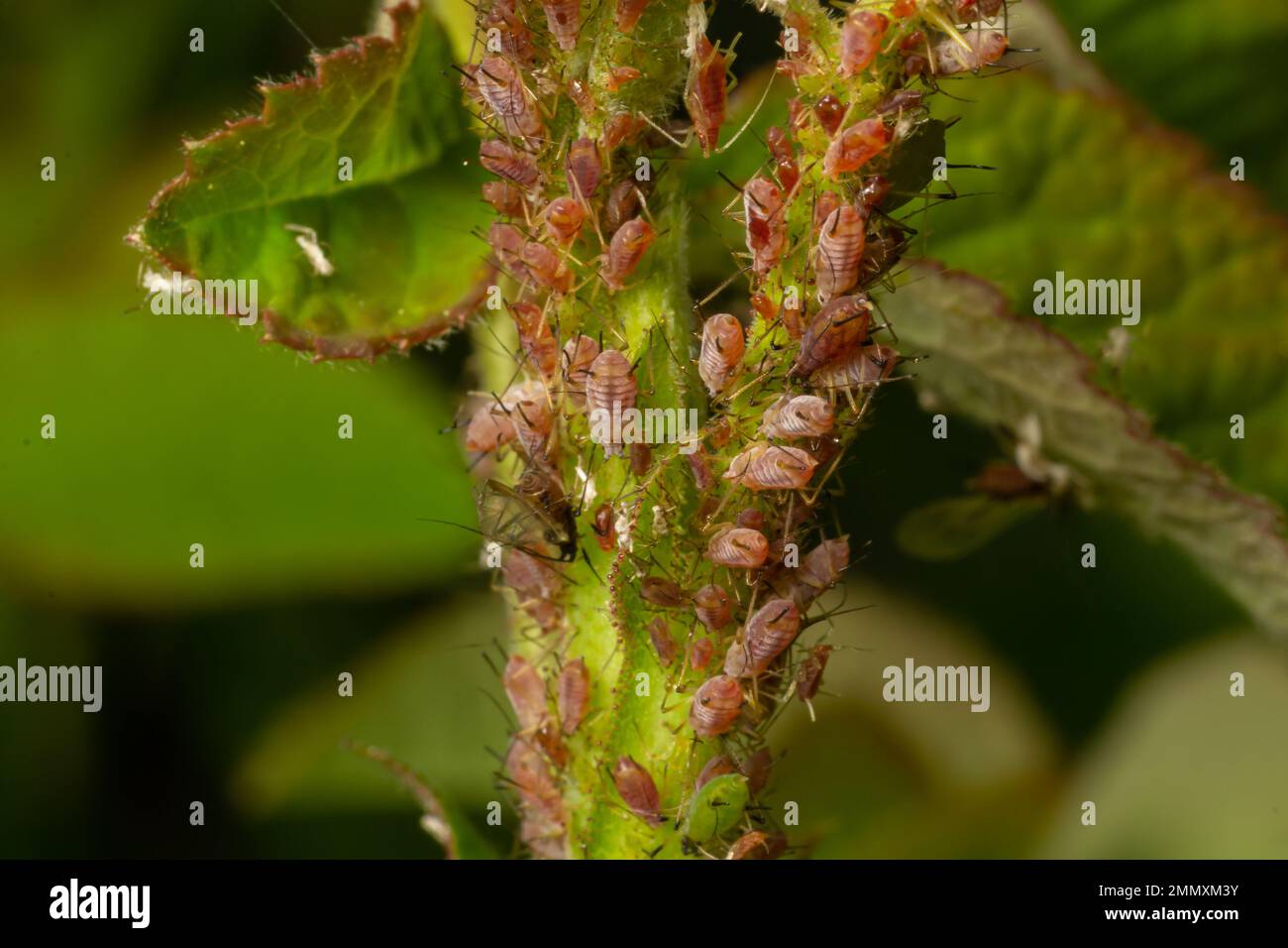 Macrosiphum rosae, the rose aphid is an aphid of the family Aphididae ...