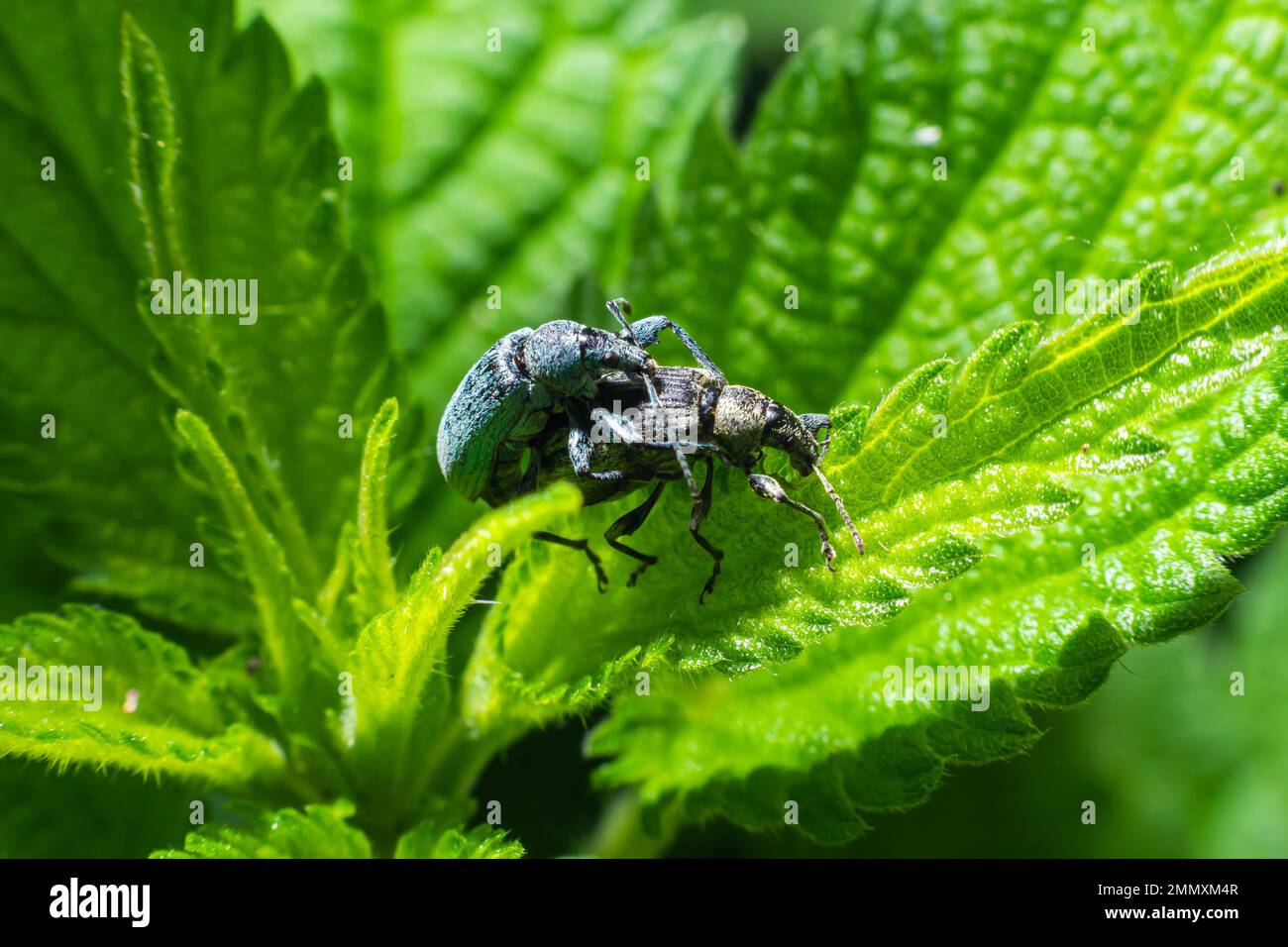 Phyllobius argentatus is a species of short nosed weevil commonly known ...
