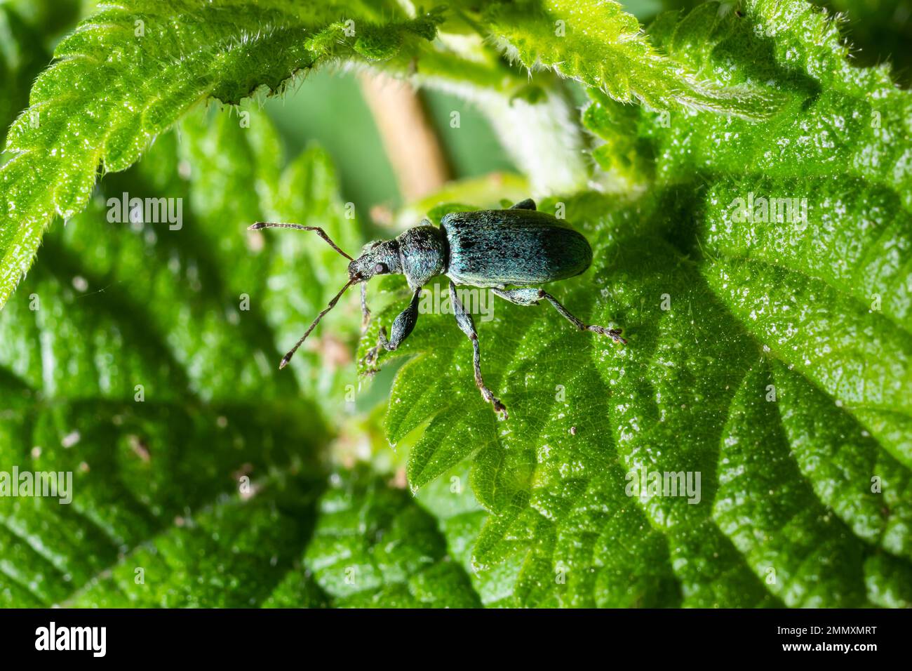 Phyllobius argentatus is a species of short nosed weevil commonly known ...