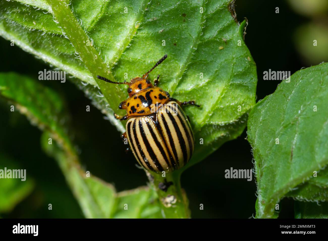 Colorado potato beetle, Leptinotarsa decemlineata, is a serious pest of ...