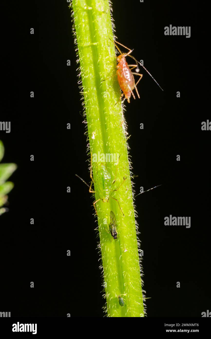 Macrosiphum rosae, the rose aphid is an aphid of the family Aphididae ...