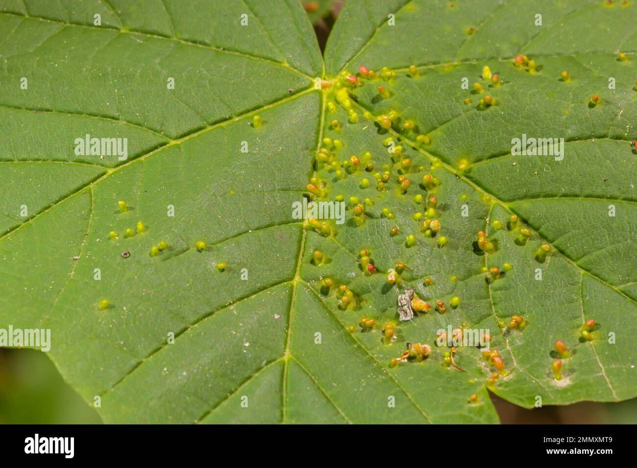 Acer opalus subsp granatensis parasitized leaf with gills of intense ...