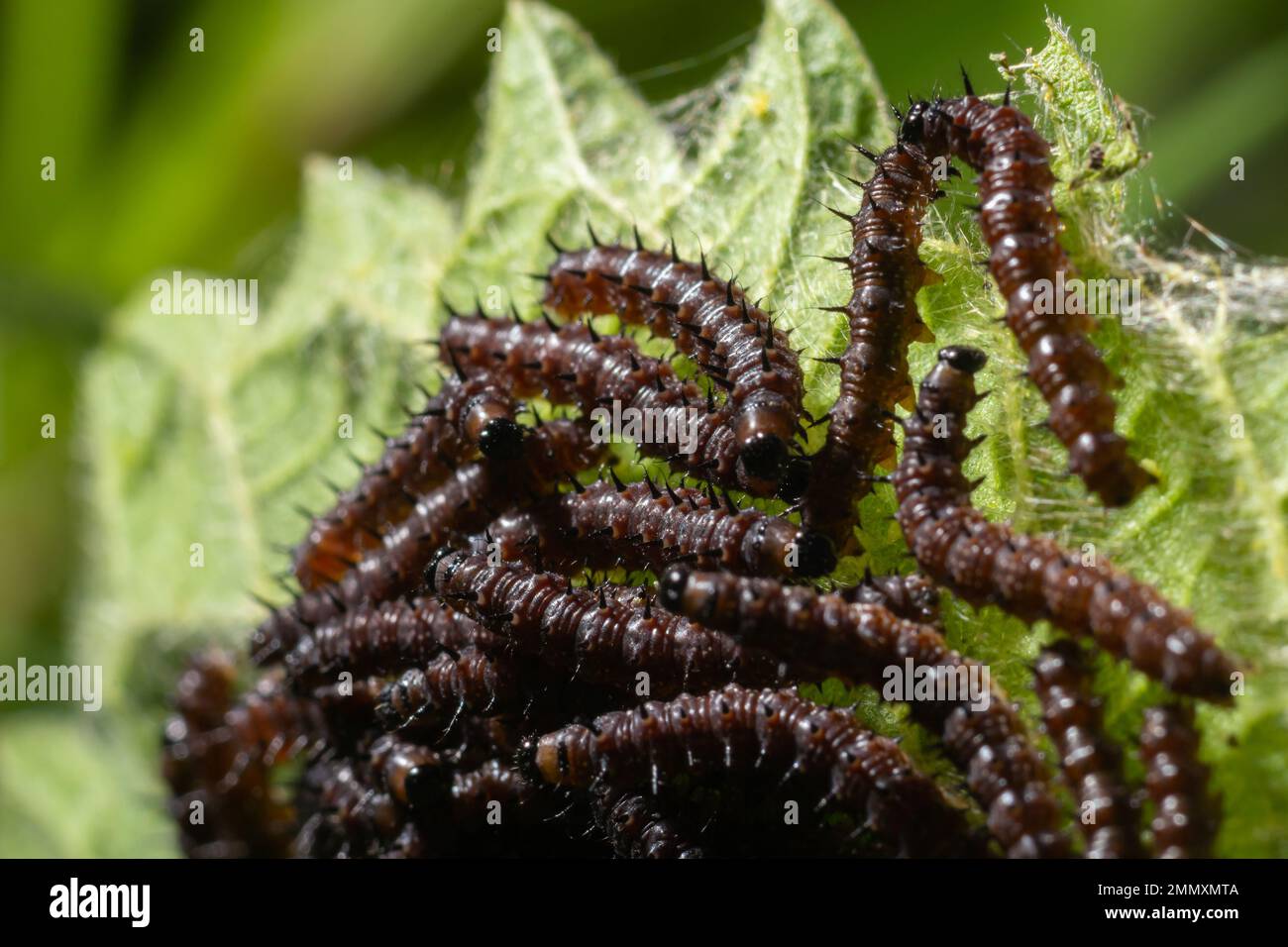 Buck moth hemileuca maia caterpillar hi-res stock photography and ... Buck moth hemileuca maia caterpillar hi-res stock photography and ...