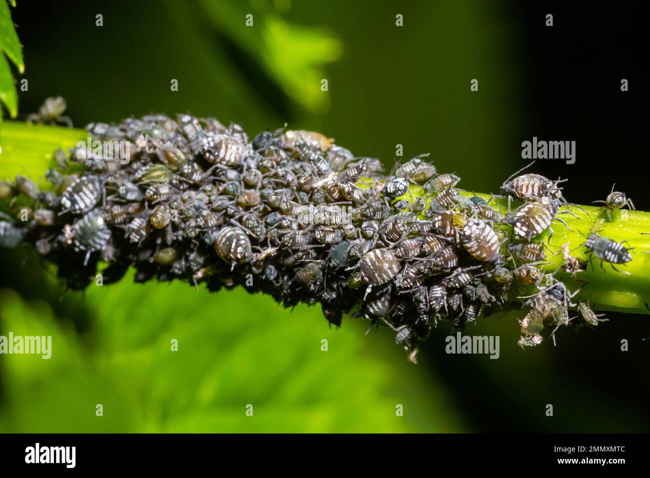 Aphids, plant lice, greenflies, blackflies or whiteflies, Cinara ...