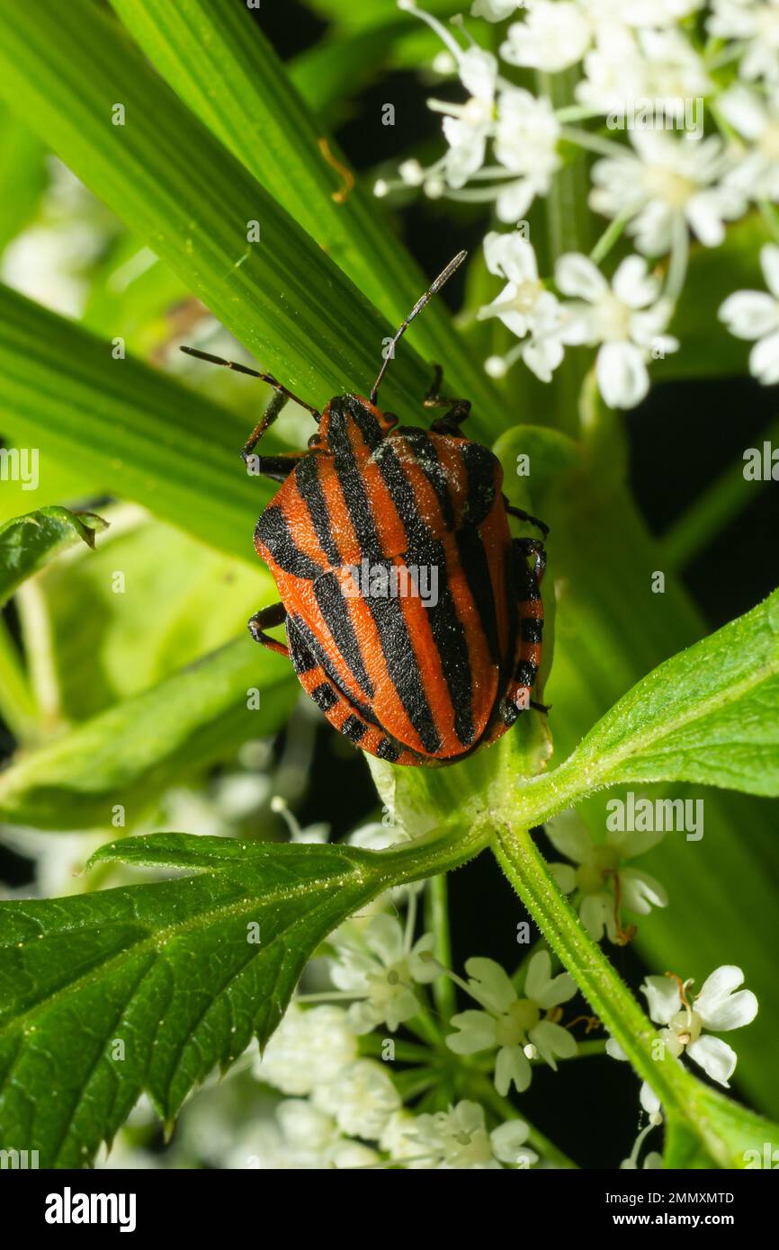European Minstrel Bug or Italian Striped shield bug, Graphosoma ...