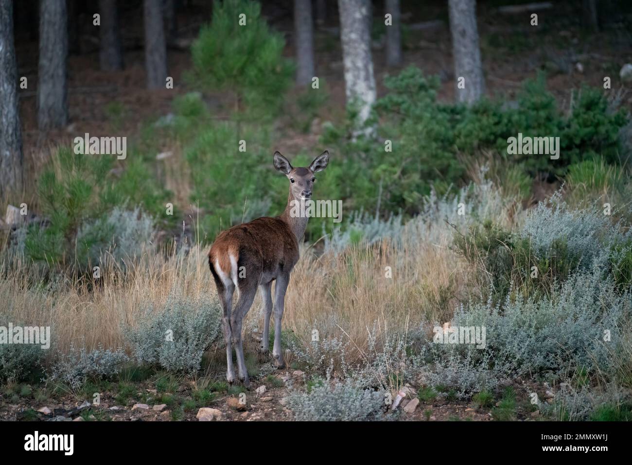 Deer hidding forest hi-res stock photography and images - Alamy
