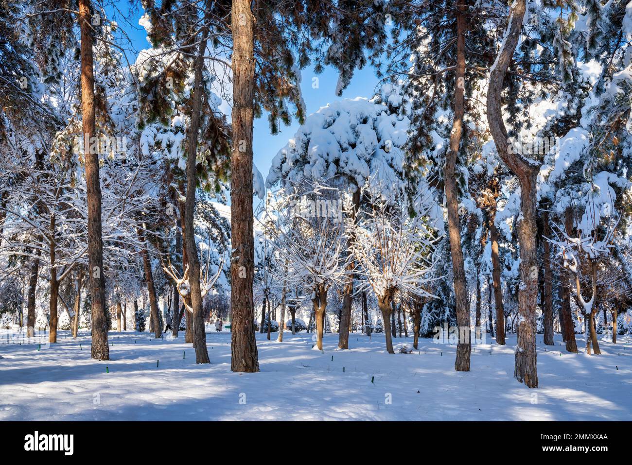 Sunset or dawn in a winter city park with trees covered with snow and ...