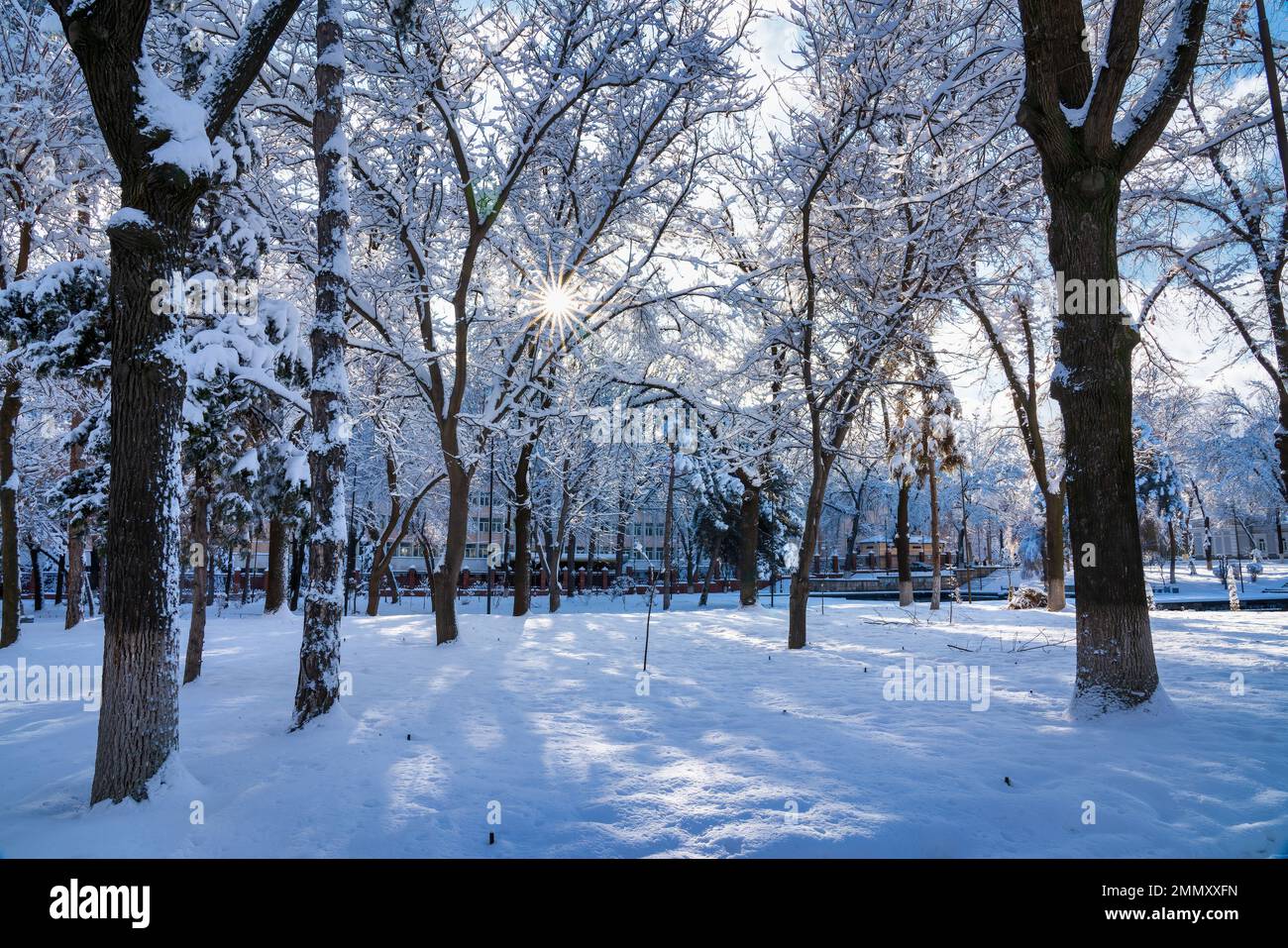 Sunset or dawn in a winter city park with trees covered with snow and ...