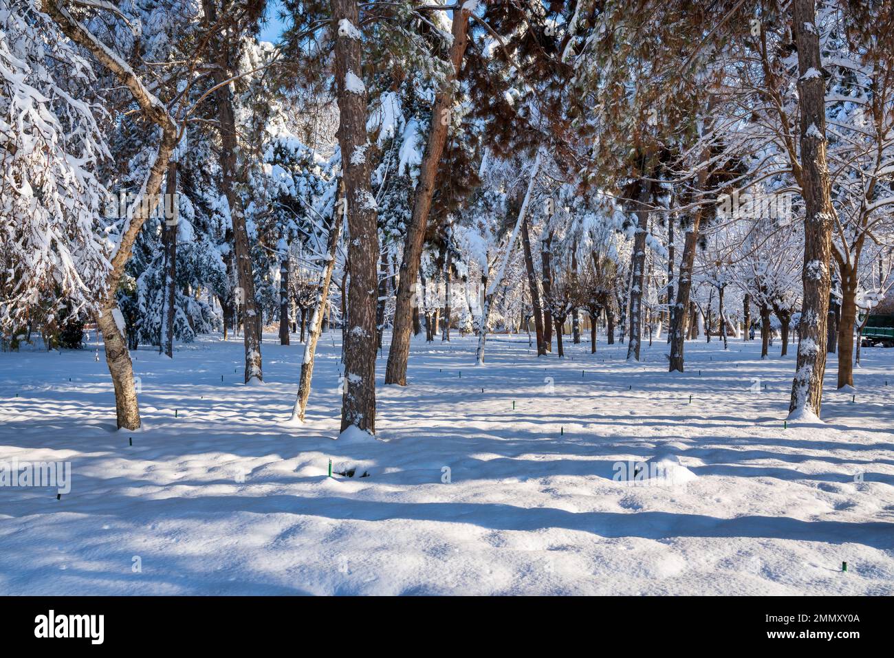 Sunset or dawn in a winter city park with trees covered with snow and ...