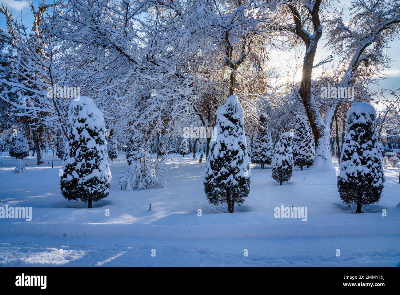 Sunset or dawn in a winter city park with trees covered with snow and ...