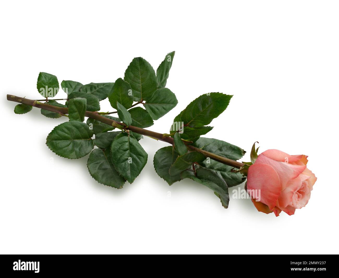 Bright pink rose with green leaves isolated on white background. A ...
