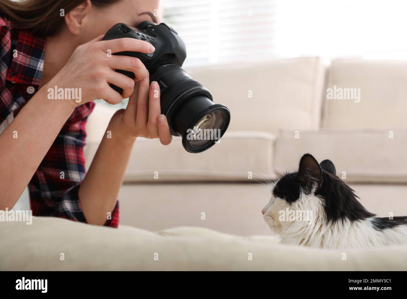 Professional animal photographer taking picture of beautiful cat at ...
