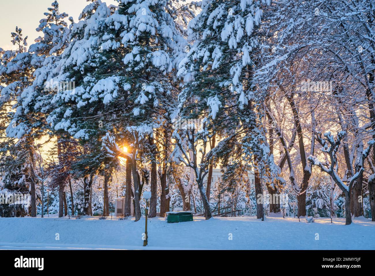 Sunset or dawn in a winter city park with trees covered with snow and ...