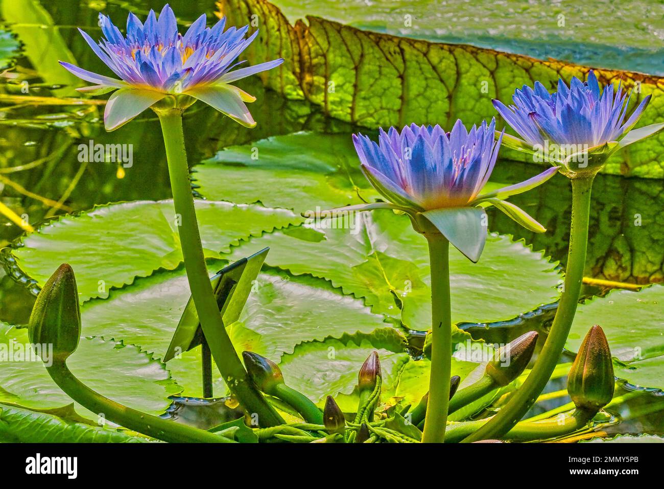 Unopened lotus hi-res stock photography and images - Alamy