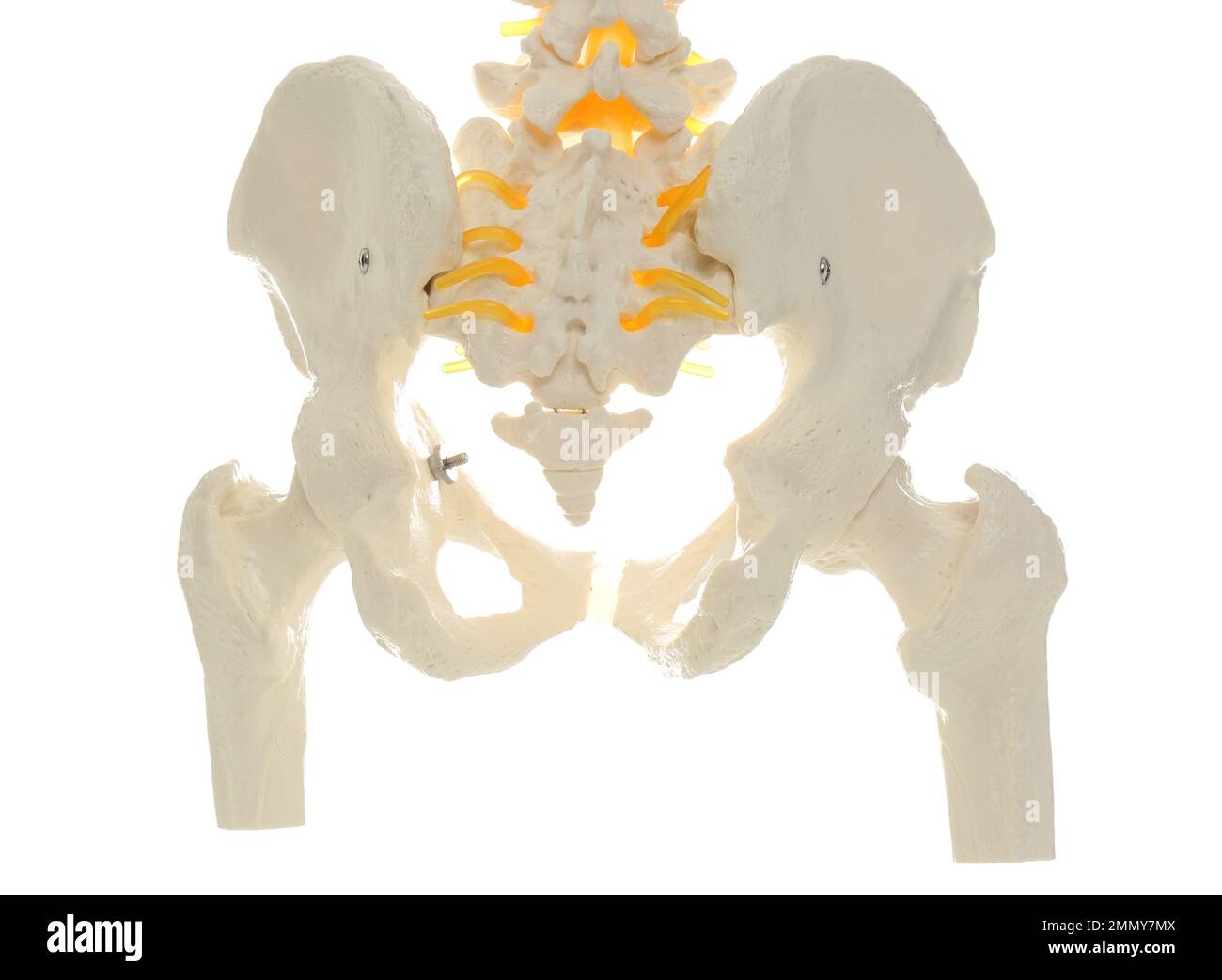 Artificial human spine model isolated on white, closeup Stock Photo - Alamy