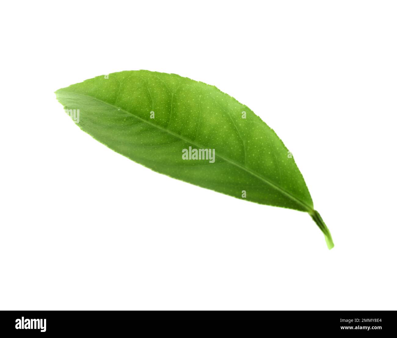 Fresh green citrus leaf isolated on white Stock Photo - Alamy