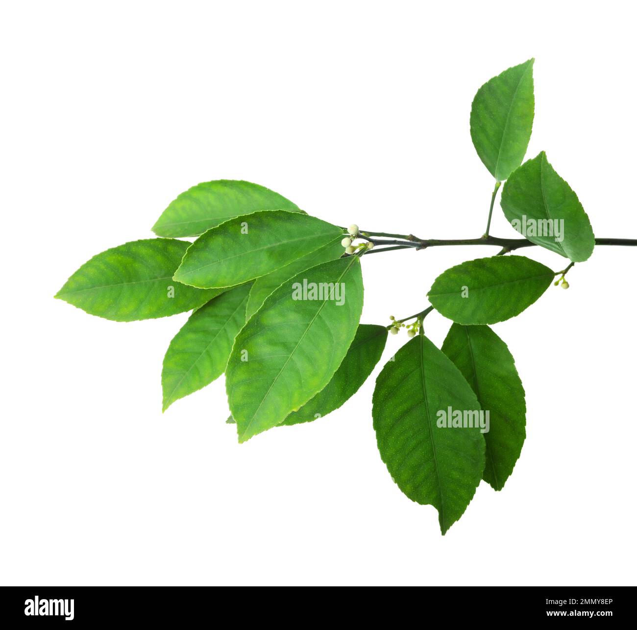Fresh branch with green citrus leaves isolated on white Stock Photo - Alamy