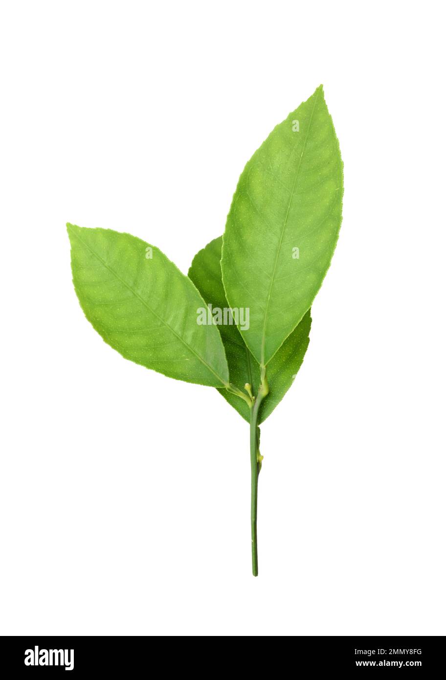 Fresh twig with green citrus leaves isolated on white Stock Photo - Alamy