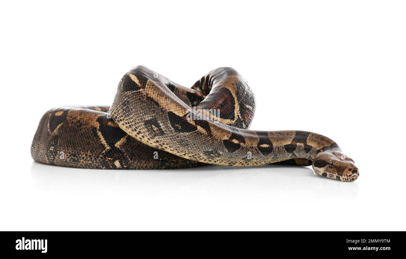 Brown boa constrictor on white background. Exotic snake Stock Photo - Alamy