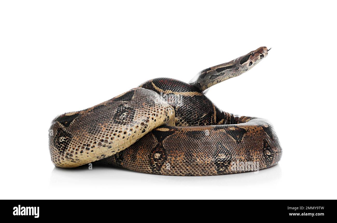 Brown boa constrictor on white background. Exotic snake Stock Photo - Alamy