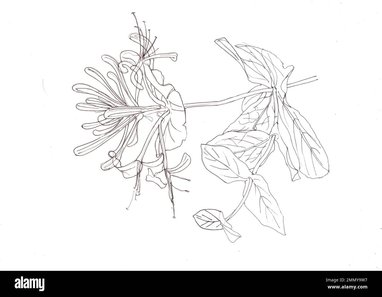 Pencil sketch of honeysuckle on a white background Stock Photo - Alamy