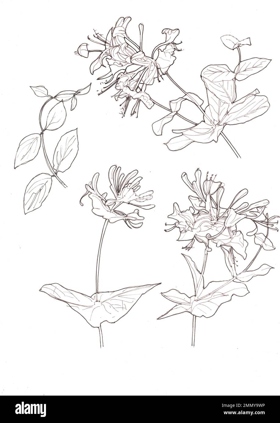 Honeysuckle Flower Sketch