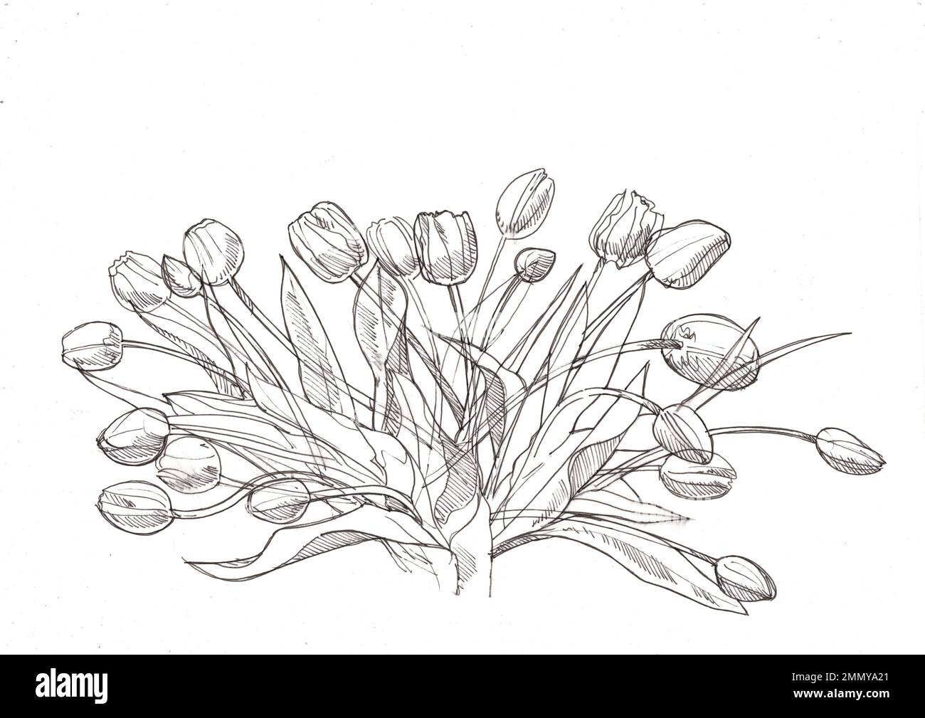 Pencil sketch of tulips on a white background Stock Photo - Alamy