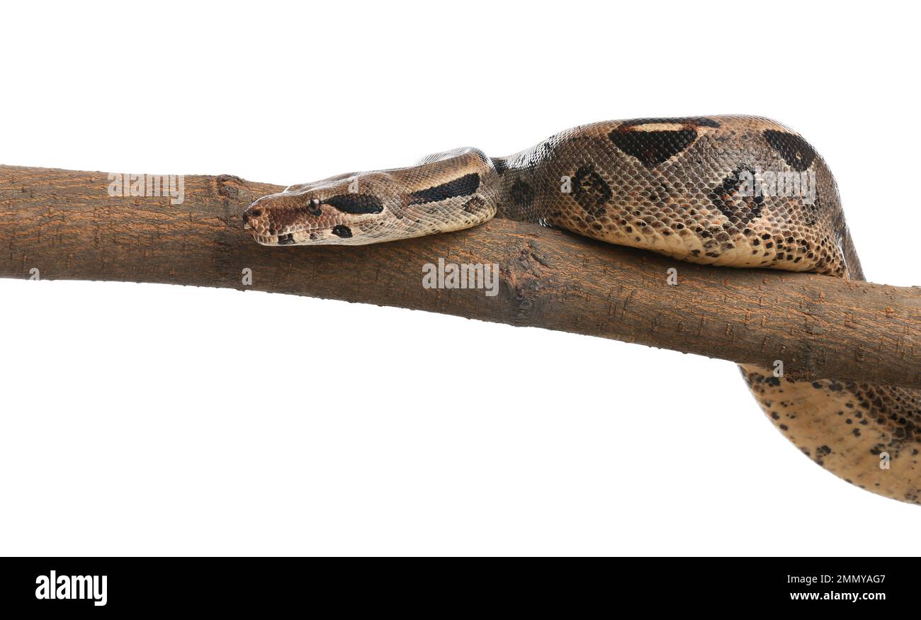 Brown boa constrictor on tree branch against white background Stock ...