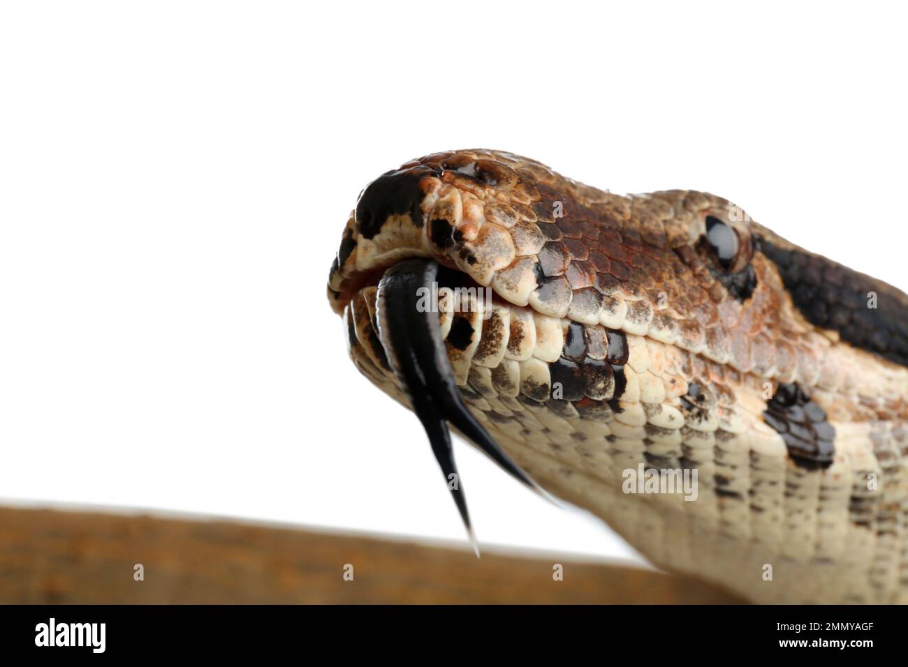 Brown boa constrictor on white background, closeup Stock Photo - Alamy