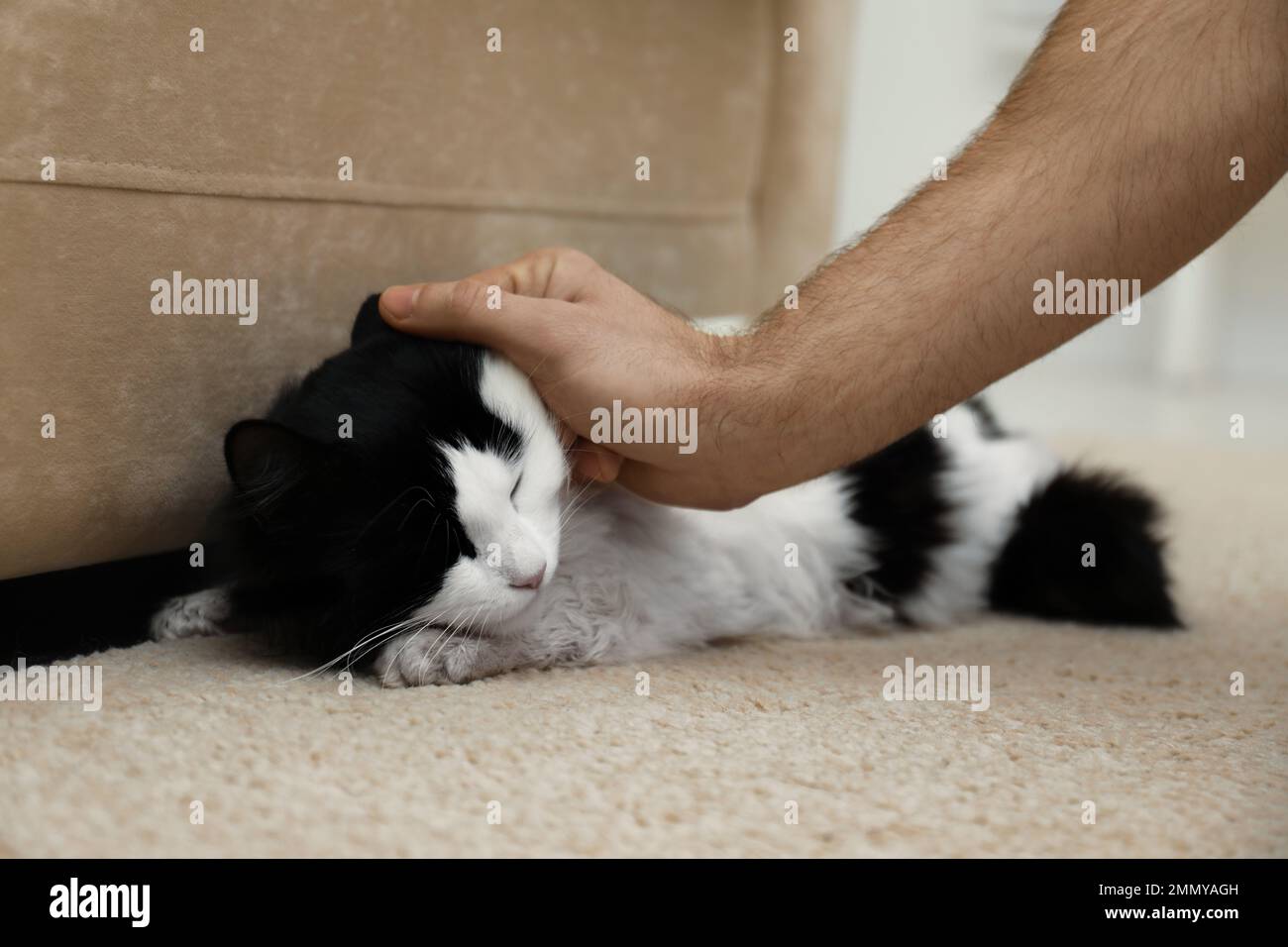 Man hurting cat at home, closeup of hand. Domestic violence against ...
