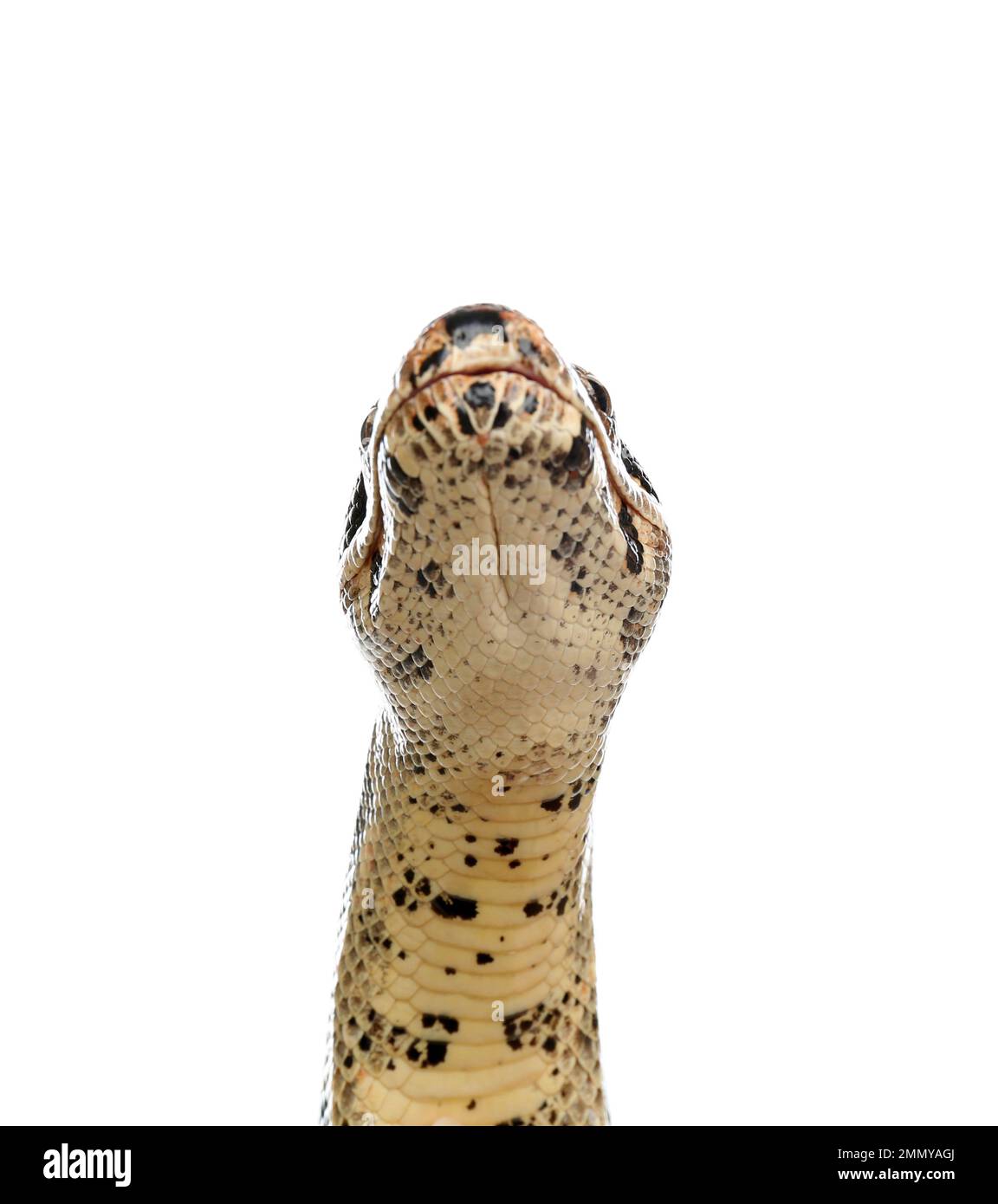 Brown boa constrictor on white background. Exotic snake Stock Photo - Alamy