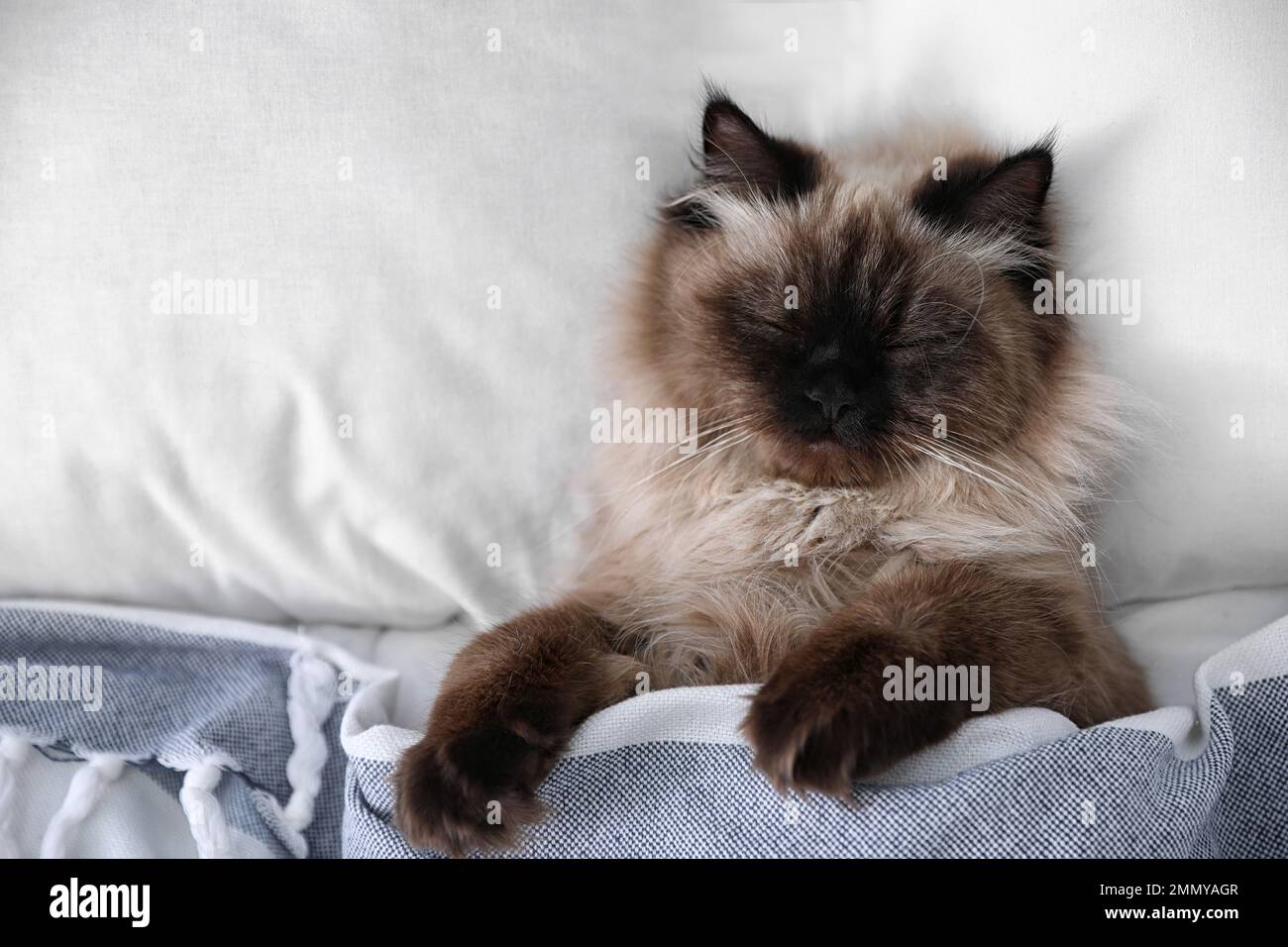 Cute Balinese cat covered with blanket on bed at home. Fluffy pet Stock ...