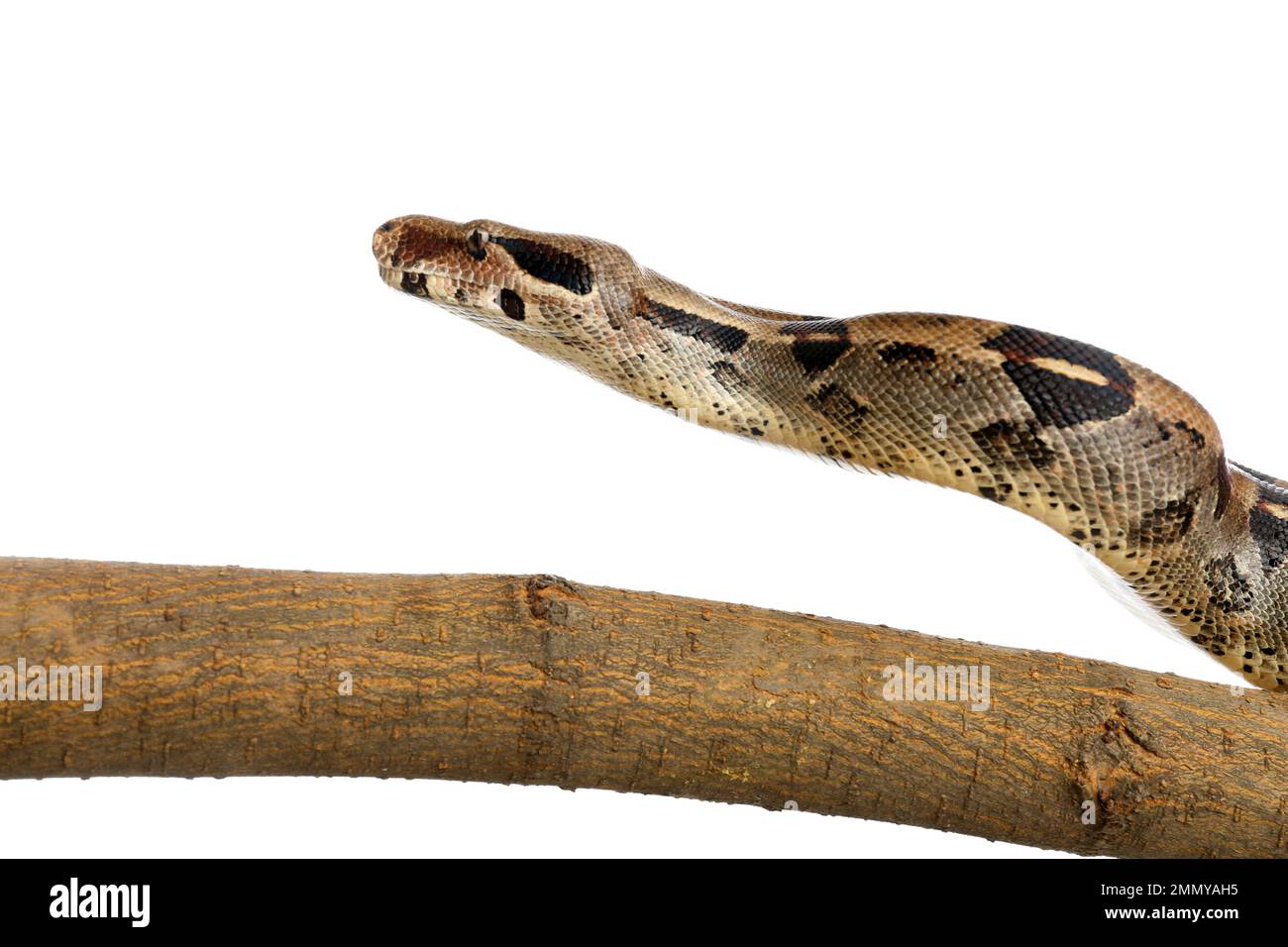 Brown boa constrictor on tree branch against white background Stock ...
